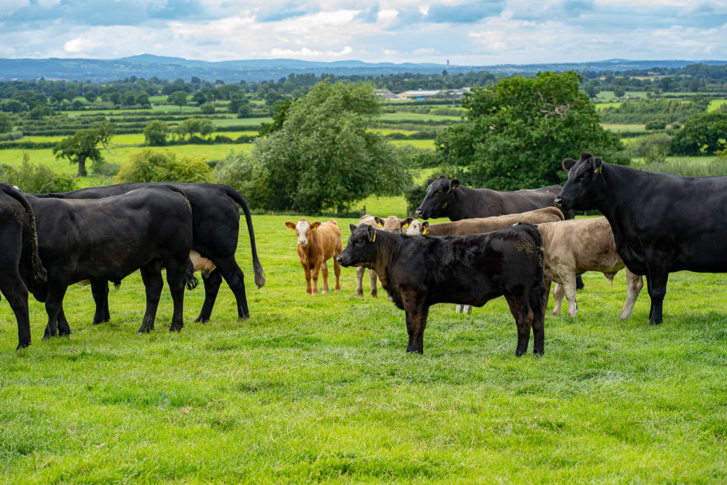 Guest Information | Higher Farm