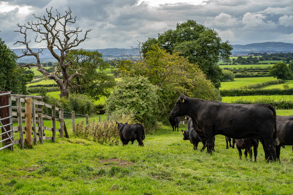 About Higher Farm | Higher Farm